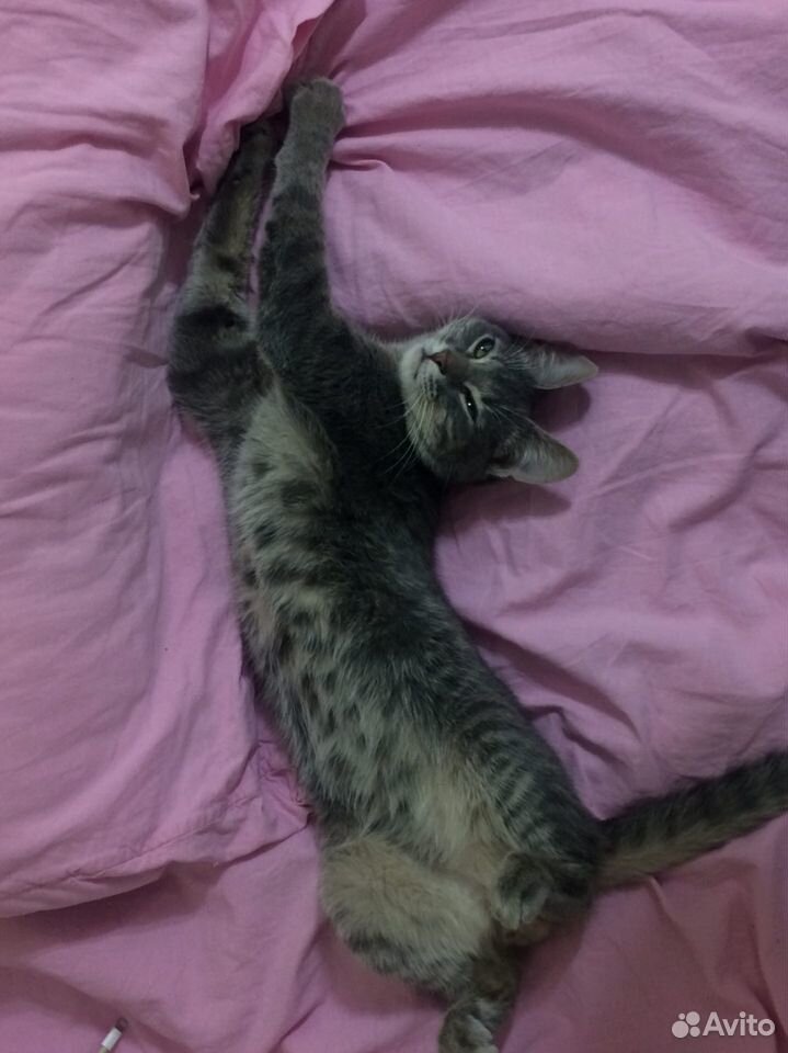 Котенок 6 месяцев ищет семью