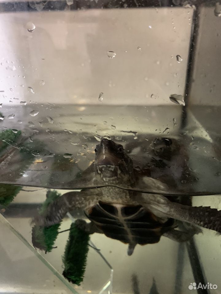 Две карликовые черепахи + аквариум 15л