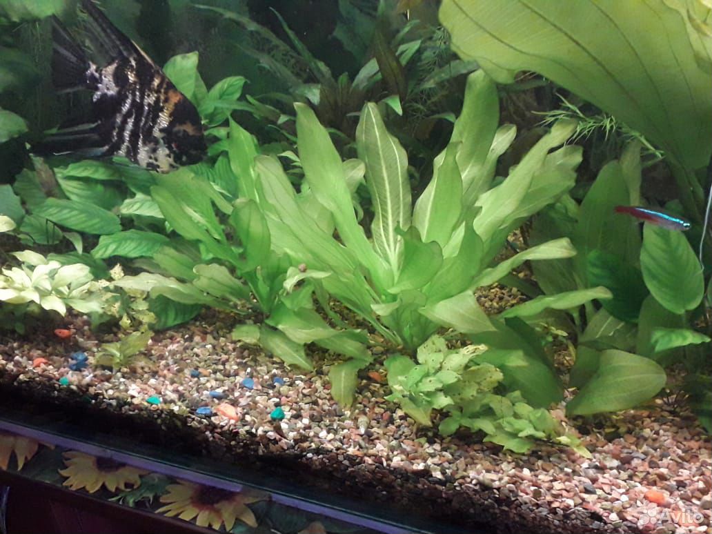 Эхинодорус