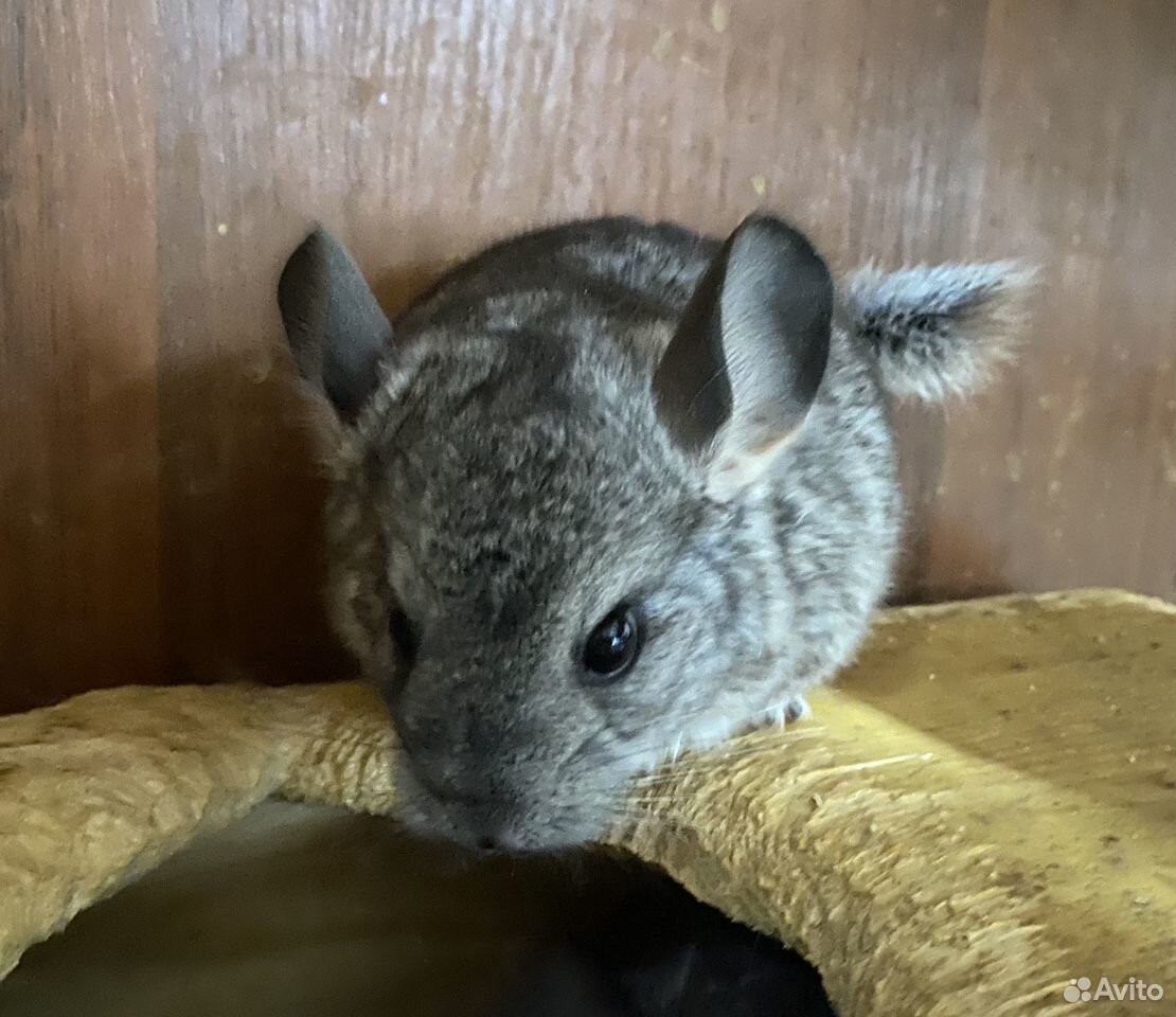 Шиншиллы мальчики-Зеленоград