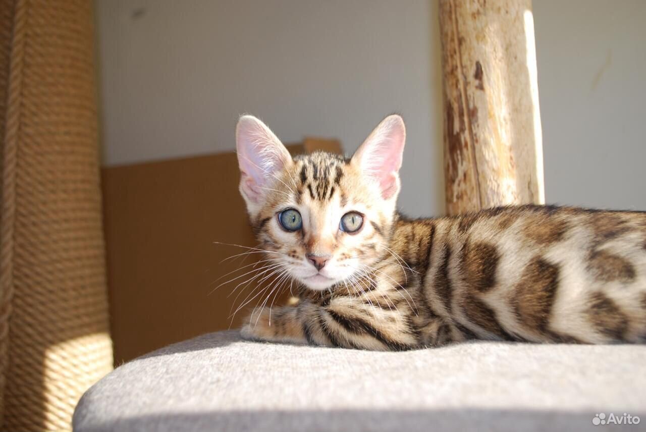 Бенгальсий котенок с документами