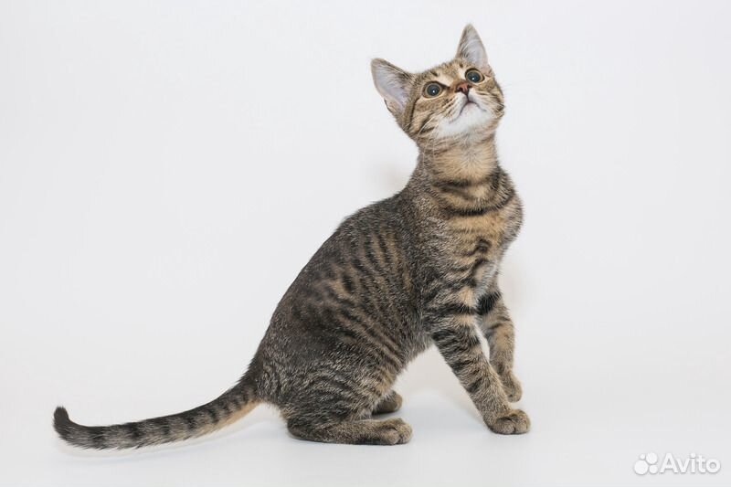 Полосатые котята в дар