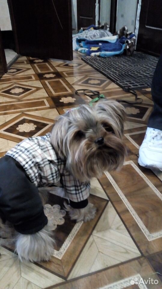 Ищем девочку для вязки