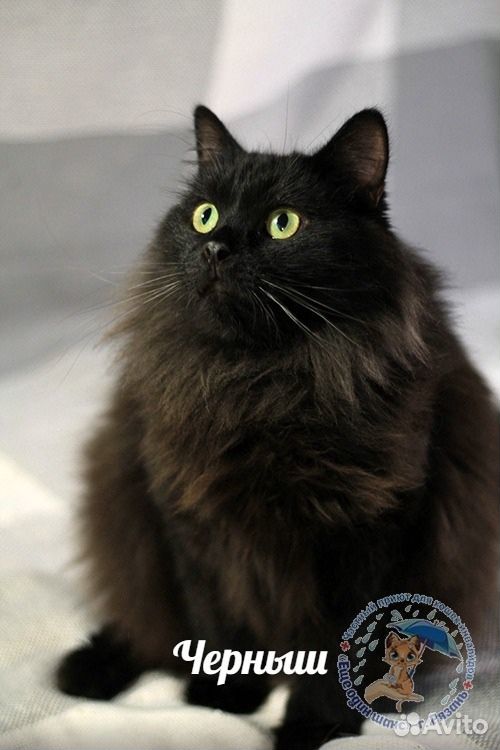 Черныш ищет дом