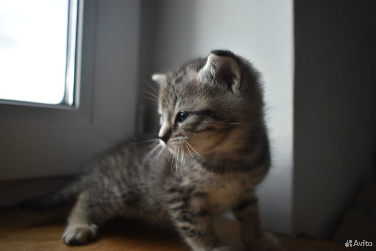 Милый полосатый котенок