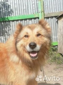 Собака кобель помесь кавказца 6 лет