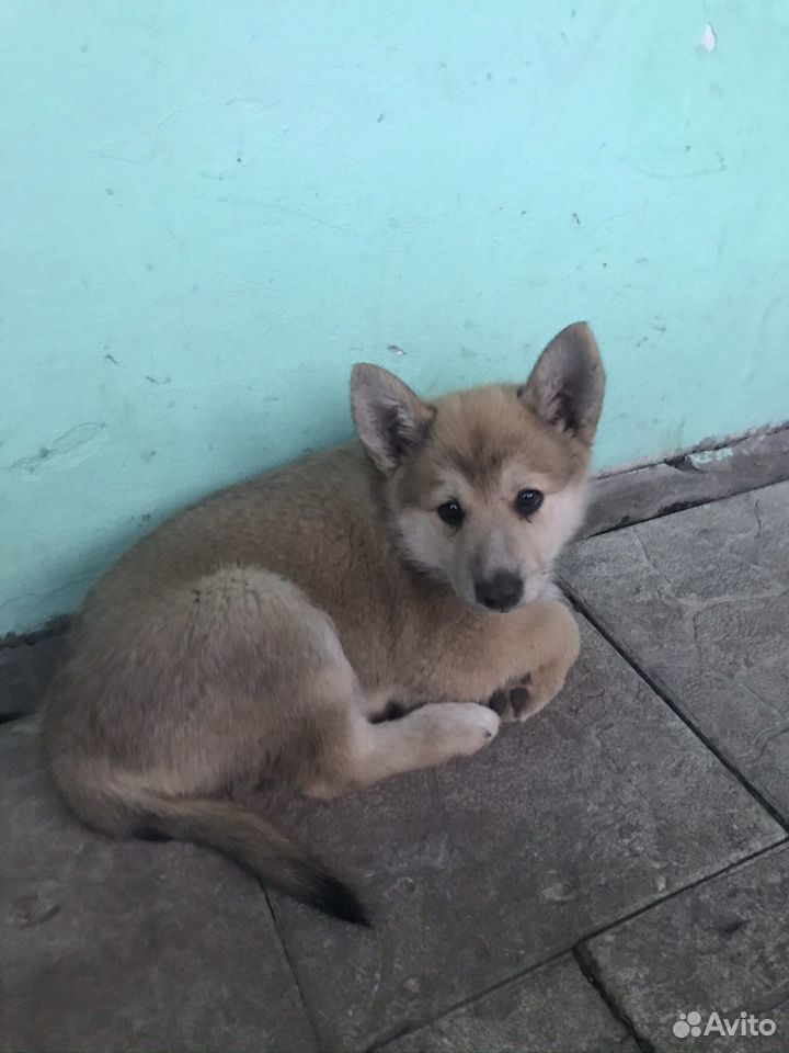 В добрые руки