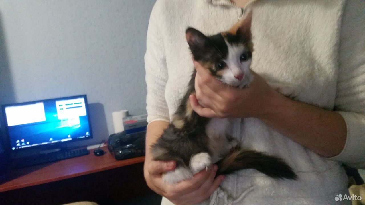 Котенок трехцветный