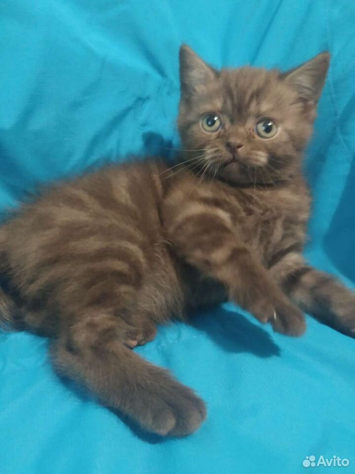 Шотландский котенок шоколадный серебристый