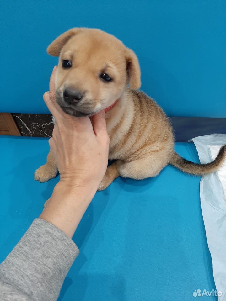 Плюшик девочка