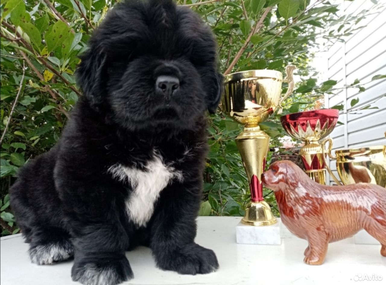 Ньюфаундленд