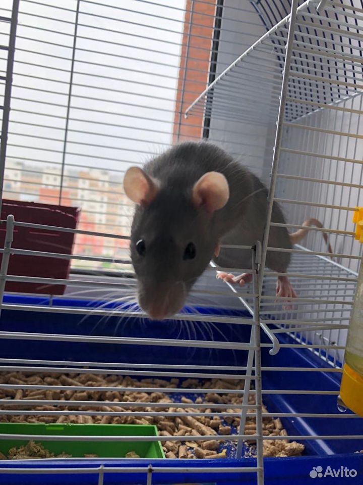 Продам декоративных крыс
