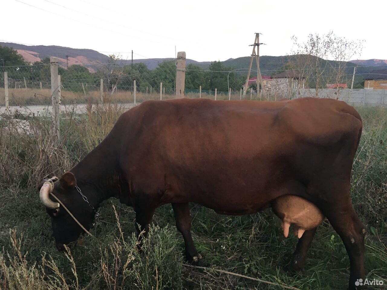 Продаётся Корова