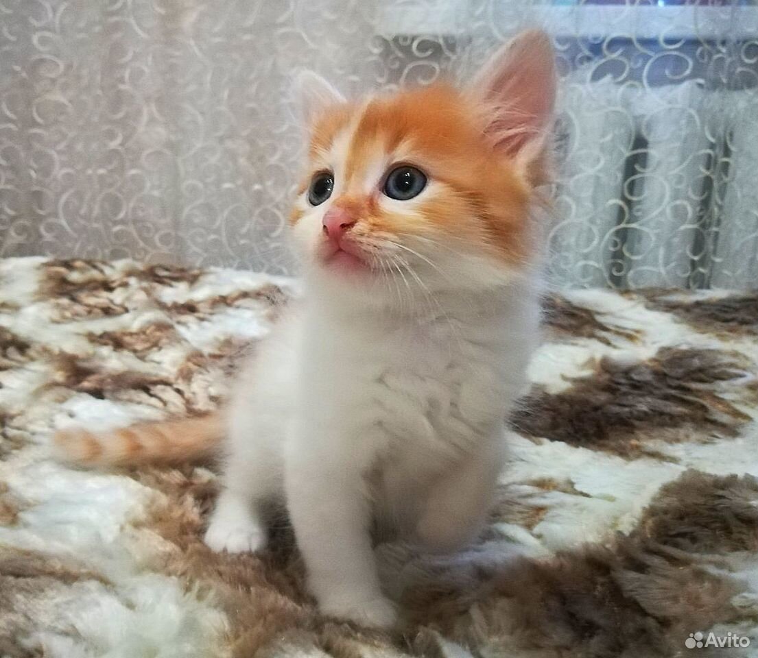 Котята