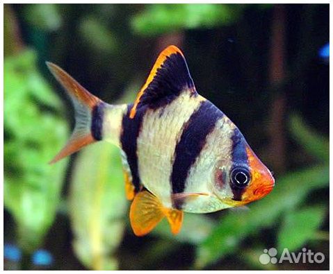 Барбус сумартанский 3шт