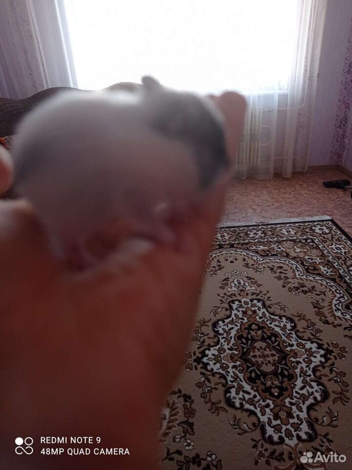 Сирийские хомки