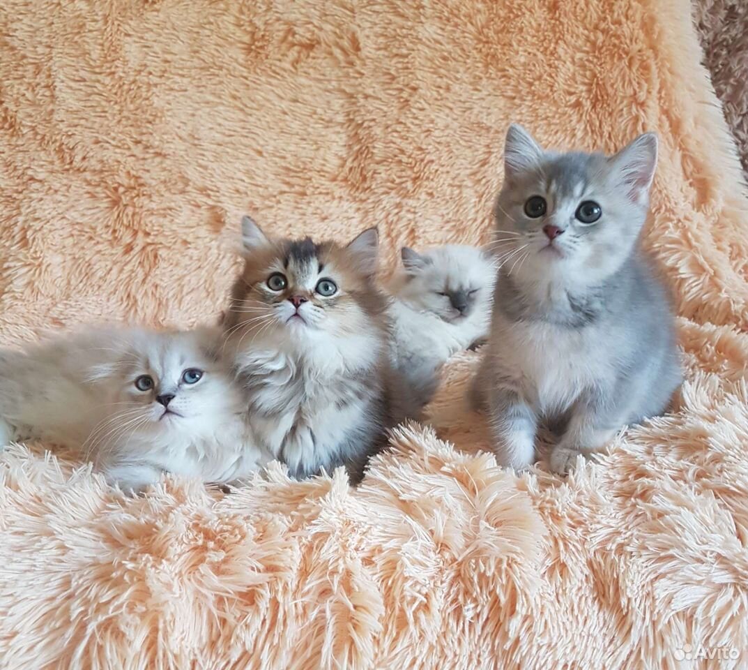 Комочки счастья
