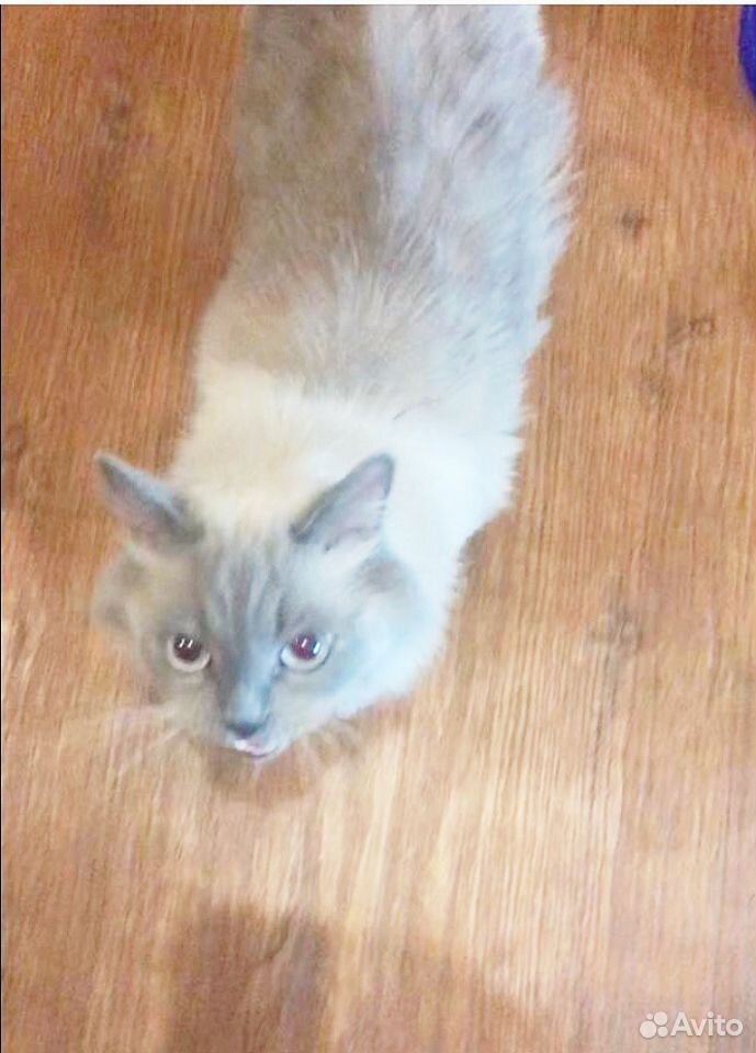 Метис в добрые руки