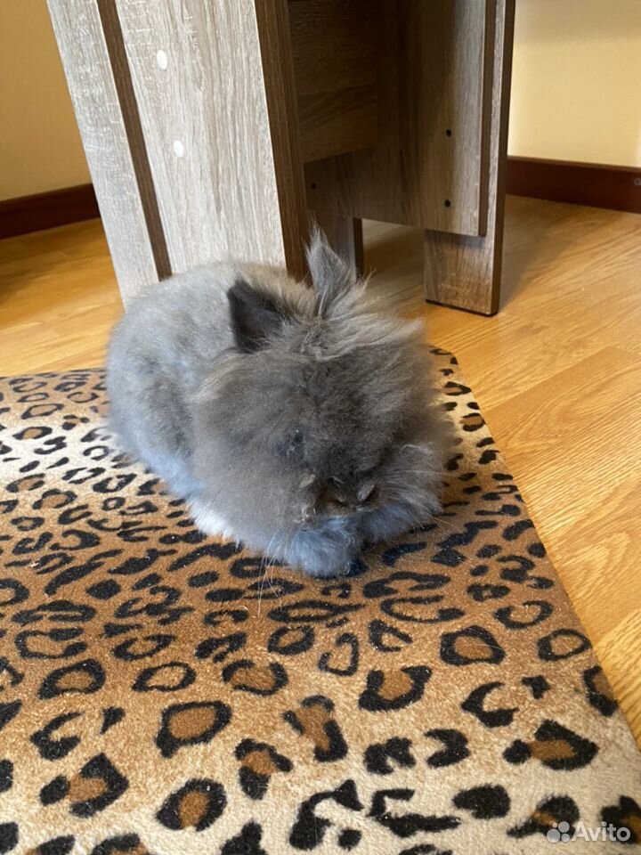 Кролик декоративный