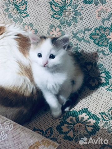 Котенок
