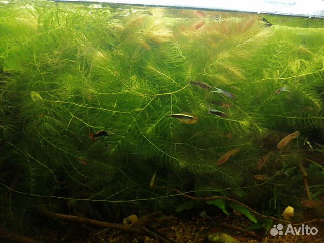 Глобальная прополка