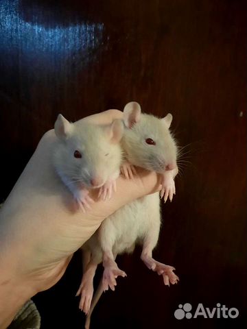 Крыс 2 шт мальчики