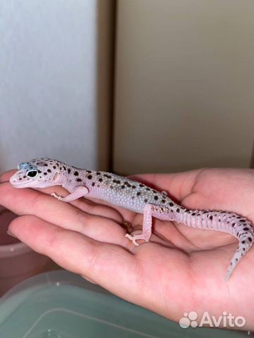 Геккон эублефар