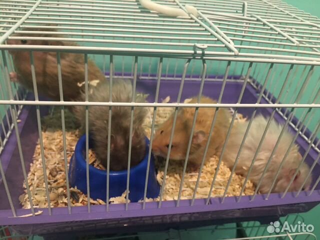 Сирийский хомяк с клеткой