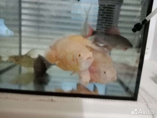 Астронотус