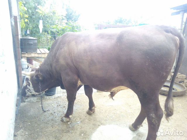 Продам Быков, на племя либо на мясо