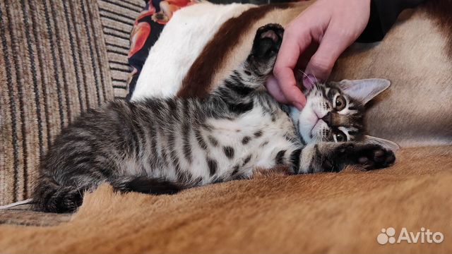 Котёнок-полосатик Ставрос