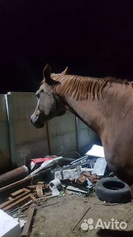 Арабский кобыла