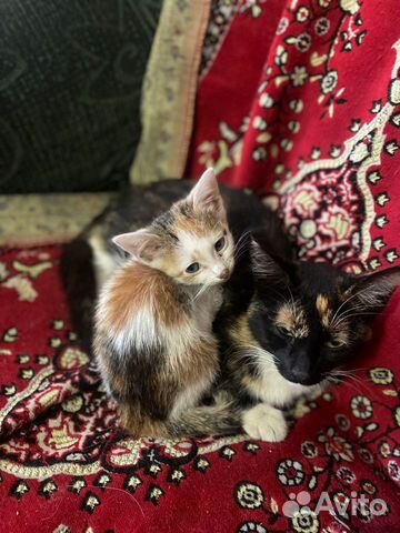 Котенок девочка