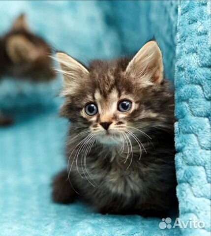 Котята сибирские в дар 2 мес