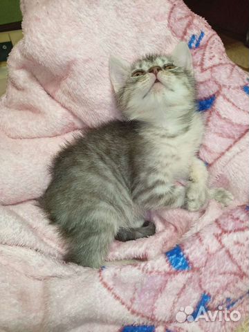 Полупородистый котенок