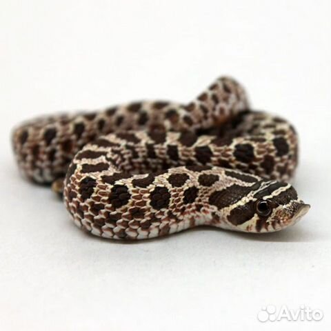 Свиноносый уж (Heterodon nasicus)