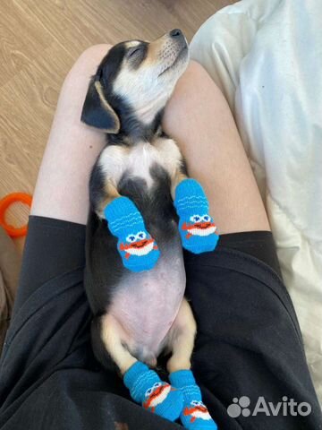 Микро метисы ищут дом. 1.5 месяца