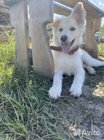 Отдам бесплатно