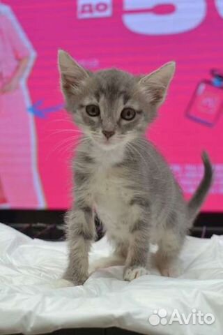 Котенок мальчик Тотошка в добрые руки