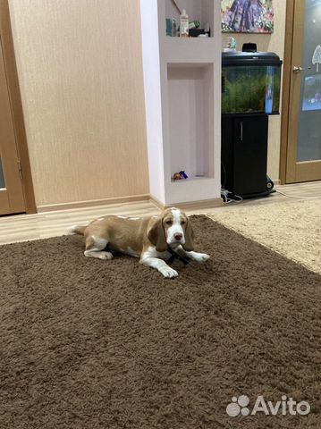 Собака Бигль для вязки