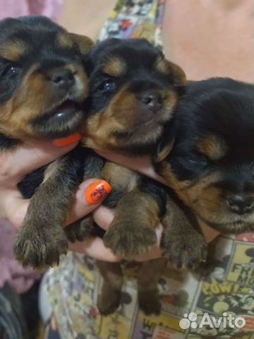 Йоркширский терьер щенки