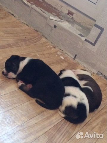 Щенки бесплатно