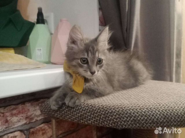 Продадим котенка
