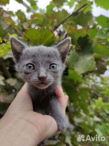 Котенок британец девочка