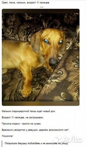 Такса бесплатно в добрые руки