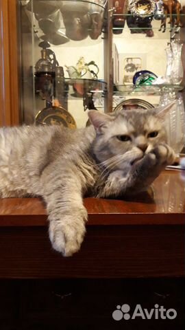 Потерялся кот