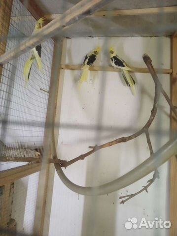 Попугай и фазаны