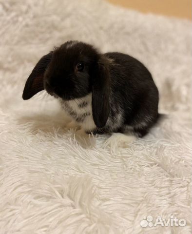 Кролик минилоп