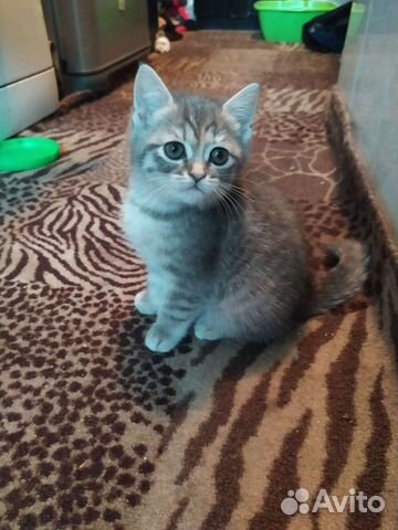 Британскиц котенок