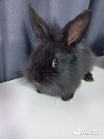 Декоративные кролики